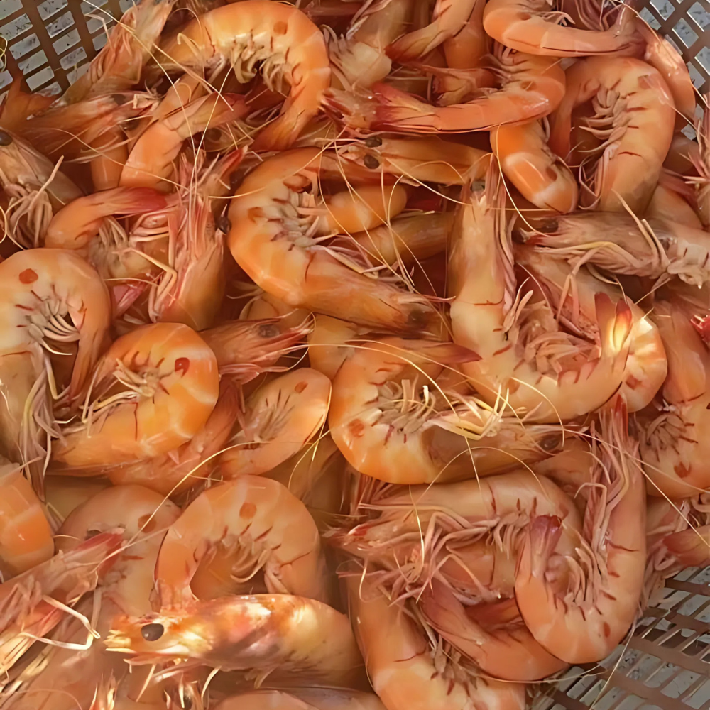 Cooked 5kg Box Red Spot King Prawns - Medium | Shegan Dawn Seafood