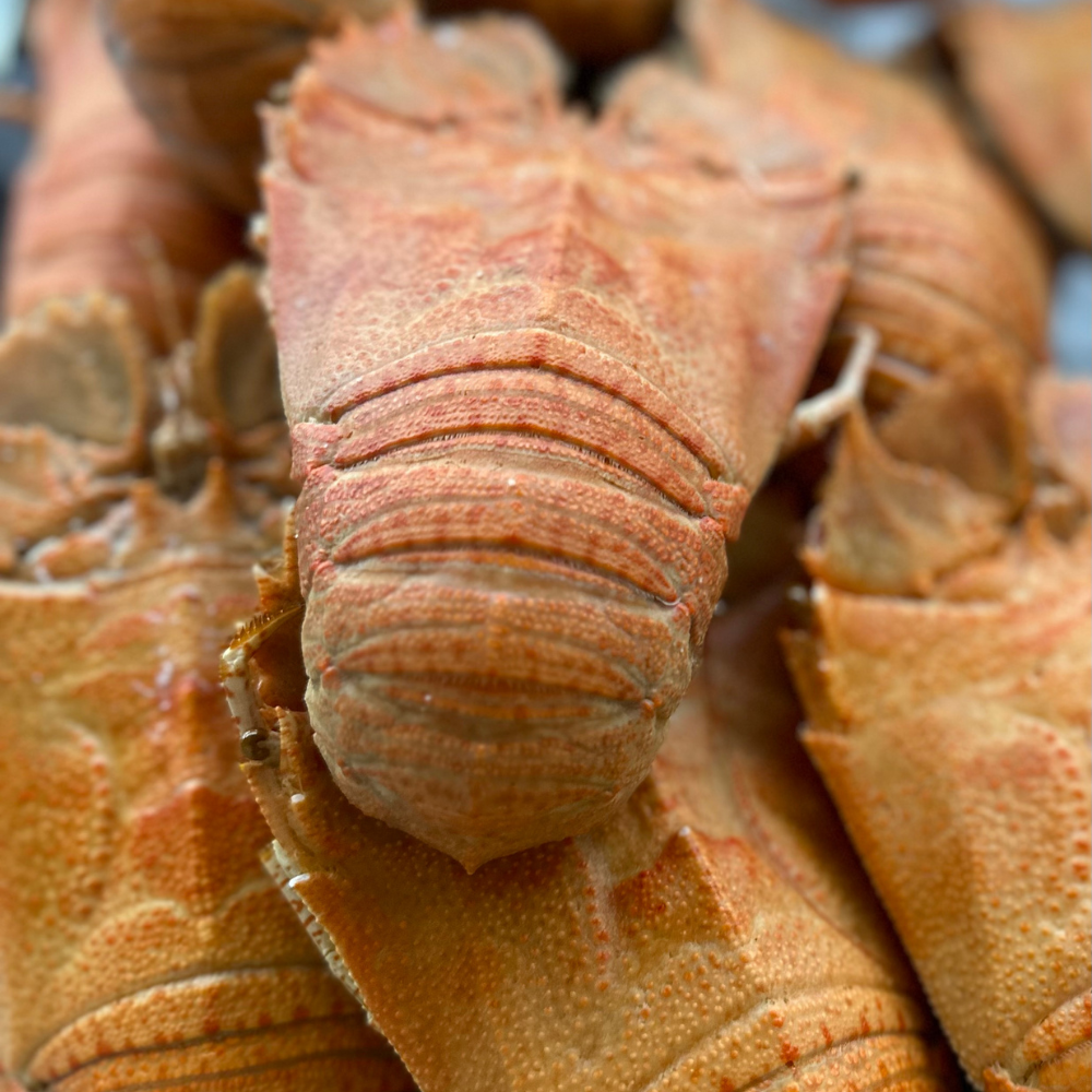 Cooked 5kg Box Moreton Bay Bugs - Medium | Shegan Dawn Seafood